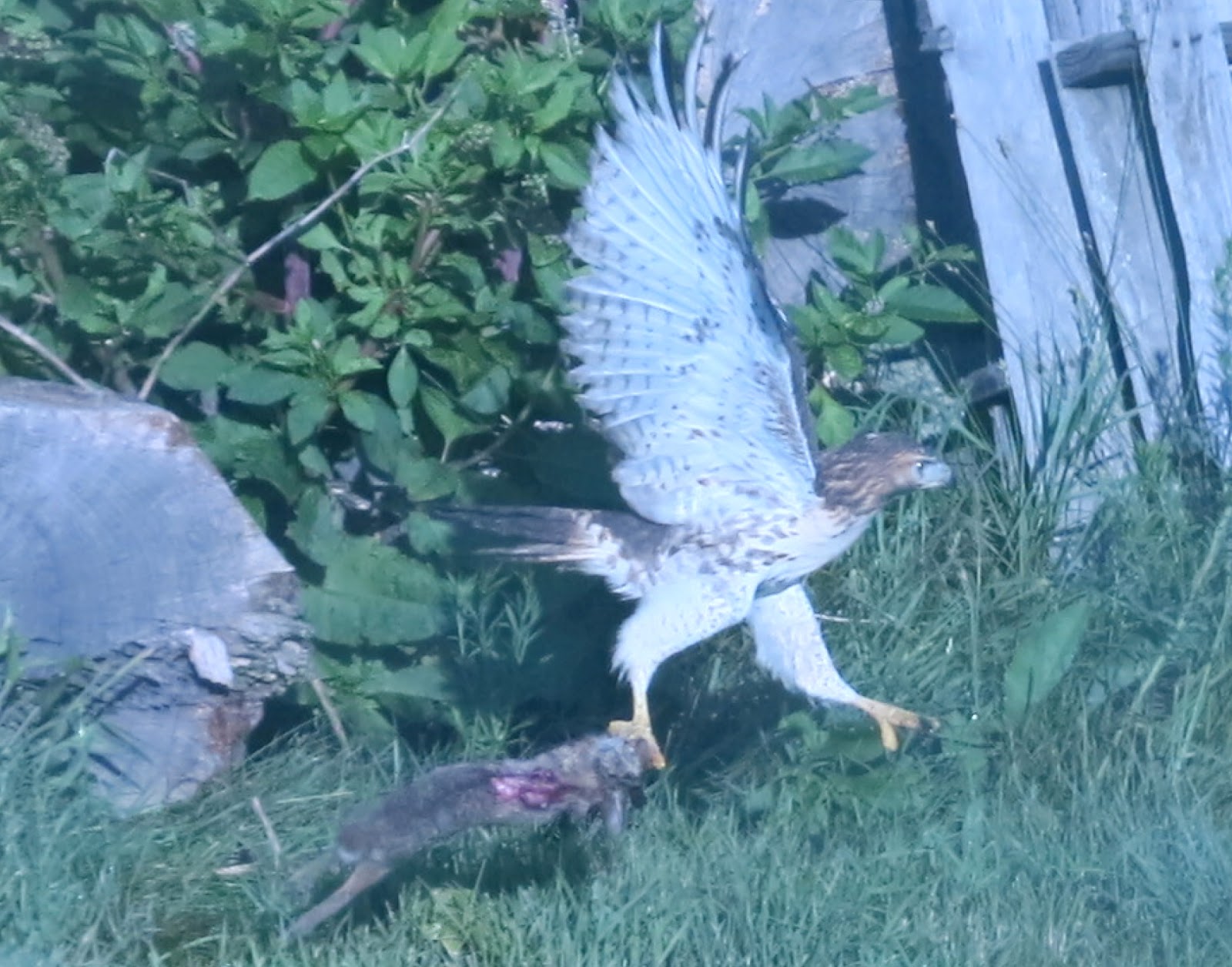 EnoViti: Juvenile Redtail Hawk