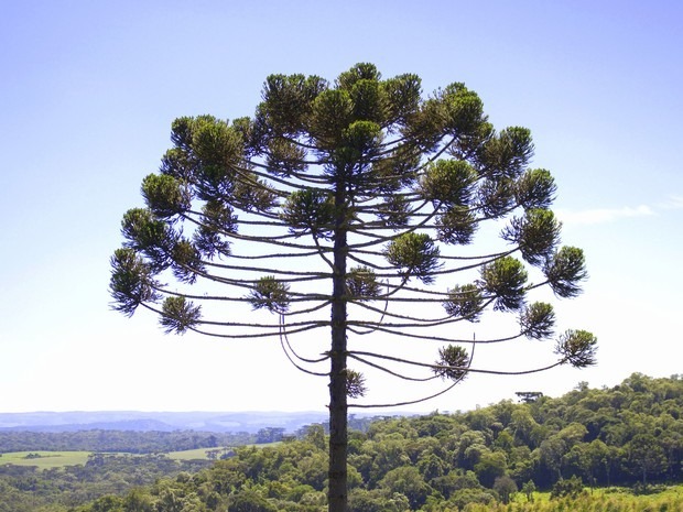 Araucária angustifolia: a árvore do pinhão