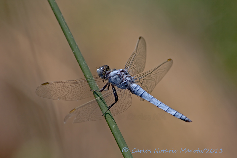 Ojos de Libélula: Orthetrum, las azules.