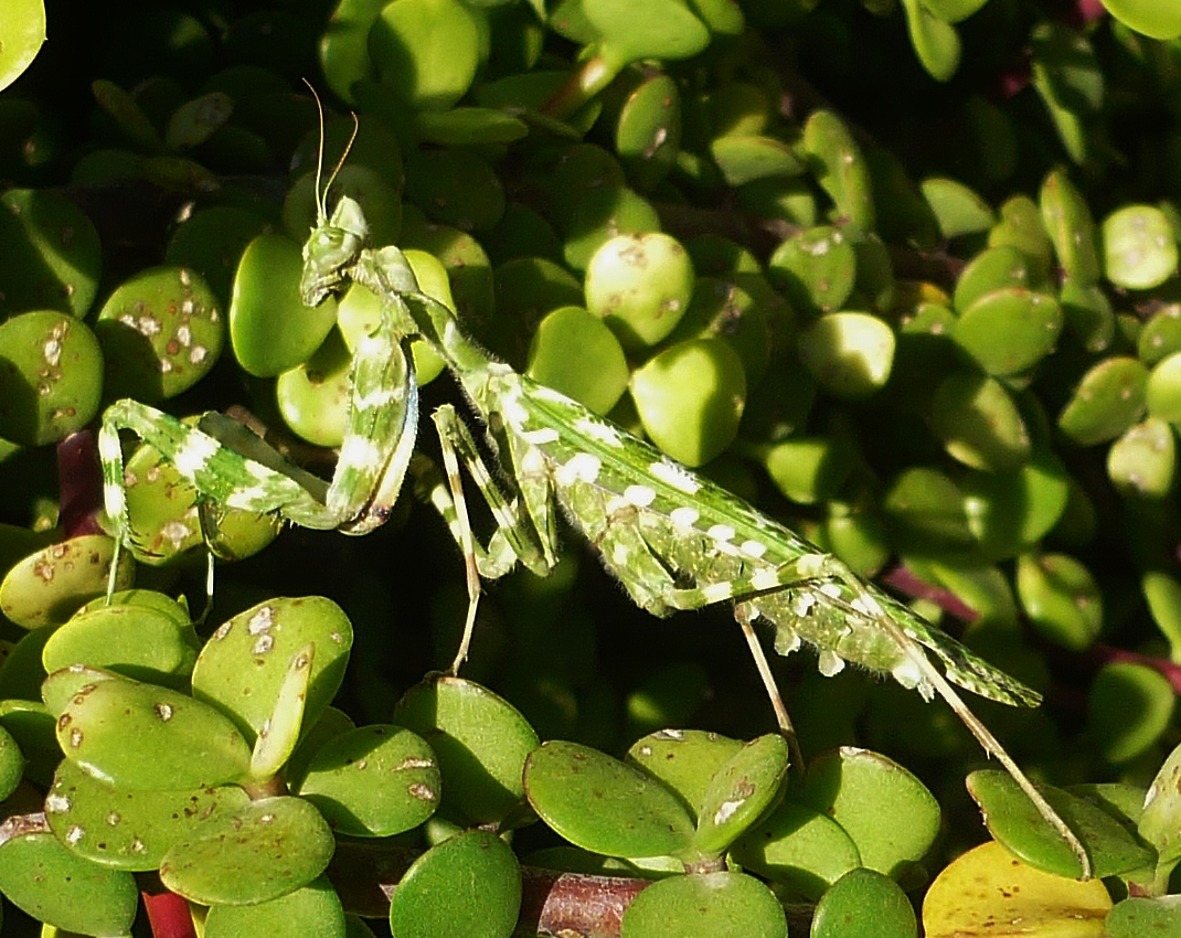 Dominic's Field Photos: Devil's-flower Praying Mantis