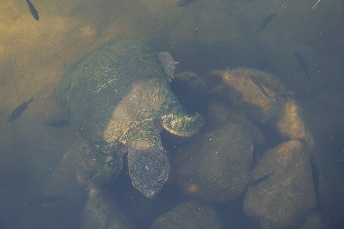 Harriman Hiker: Harriman State Park and Beyond: Breakneck Pond AMC ...