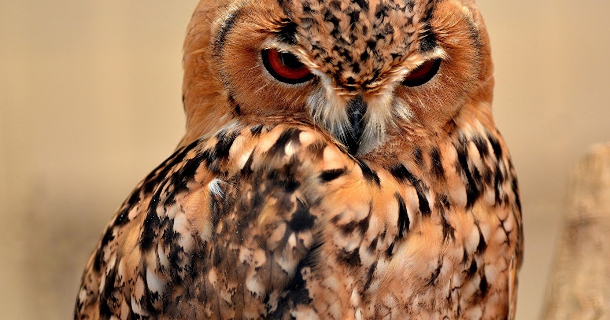 Lydia Anneli Bleth: Eulen 150/2019