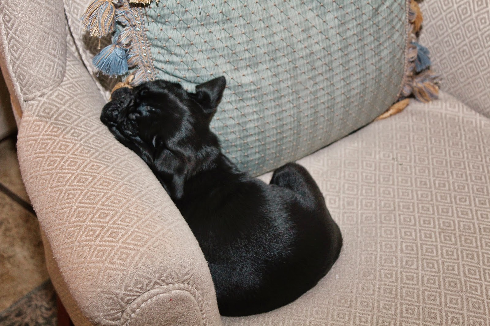 The Butlers: Pip the Pug