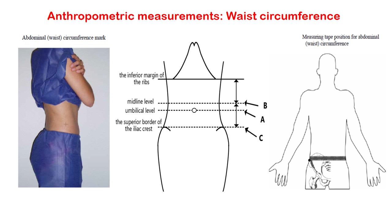 The Family physician : Anthropometric assessments