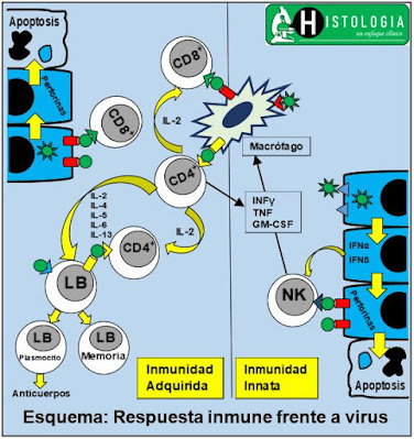 HISTOLOGÍA un enfoque clínico: RESPUESTA INMUNE CONTRA VIRUS