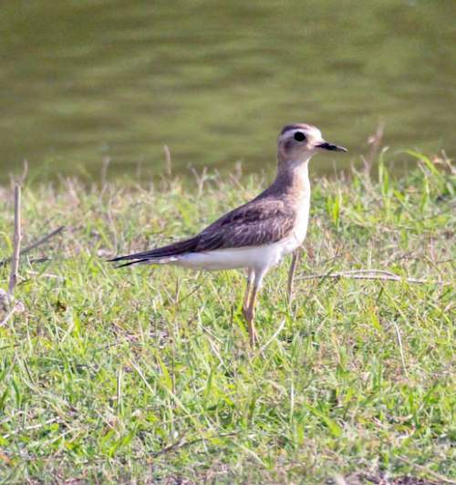 Oriental plover | Birds of India | Bird World