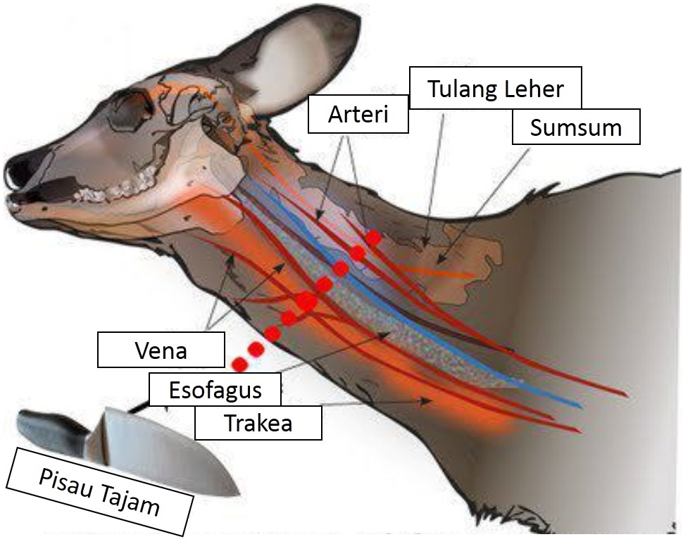 Syarat Penyembelihan Hewan dalam Islam - 4 Saluran yang Harus Putus ...