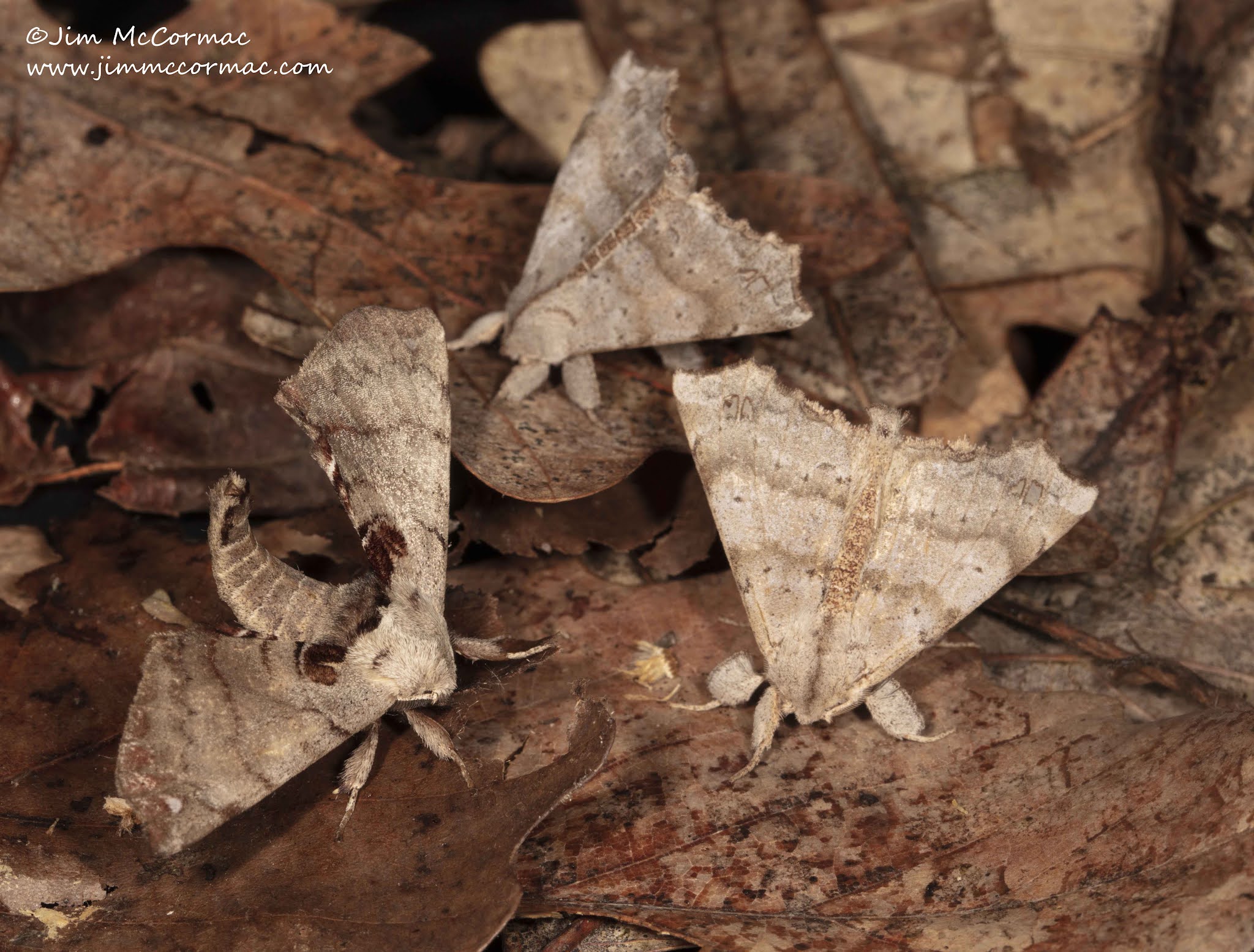 Ohio Birds and Biodiversity: Nature: Leaf and lawn litter provides ...