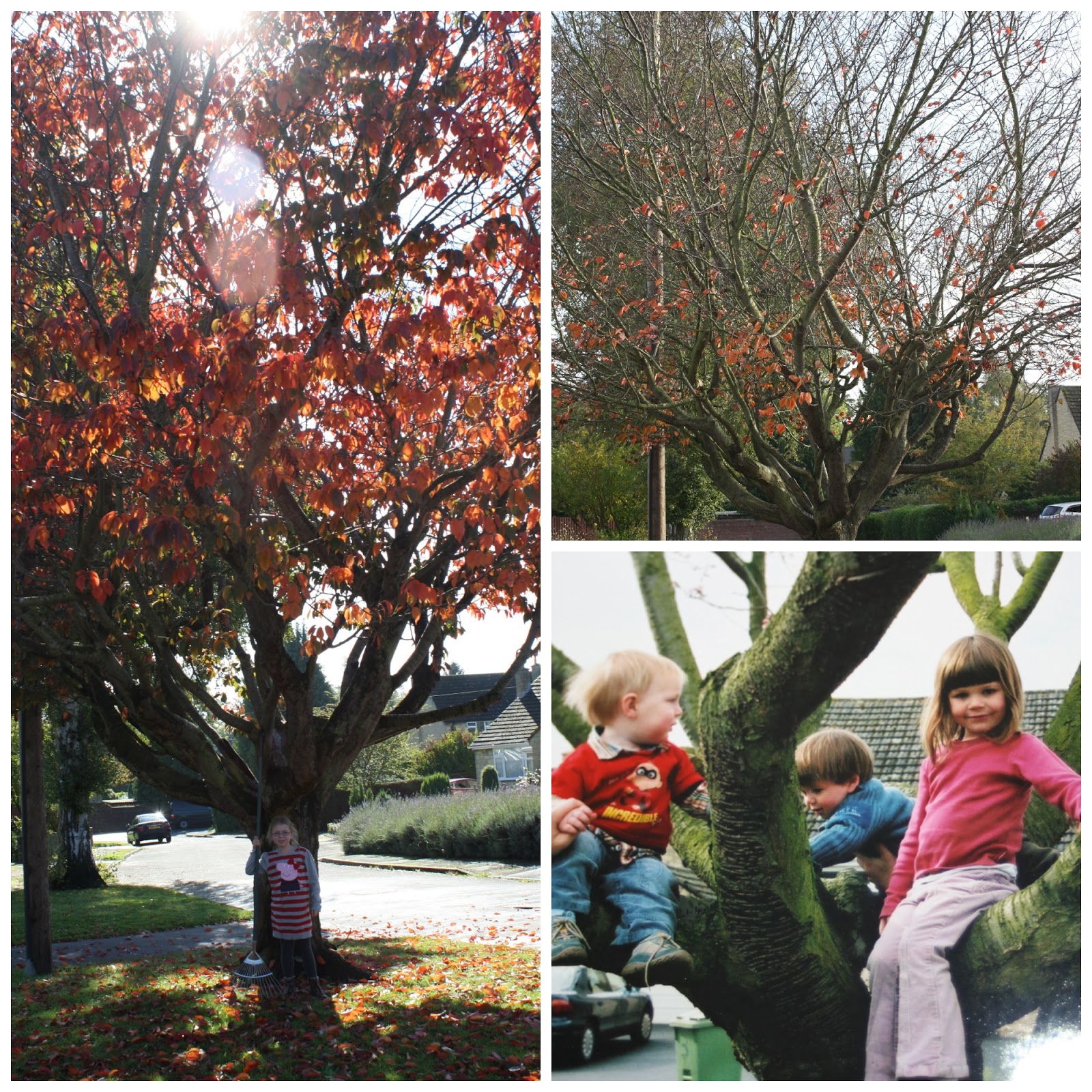 How does your garden grow - Goodbye, trees - Mum of Three World