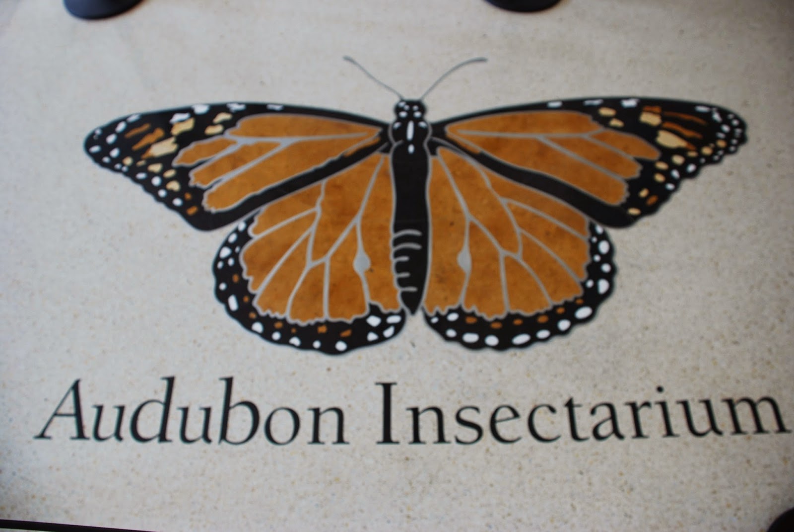 ubqtpi: Audubon Insectarium Display Table