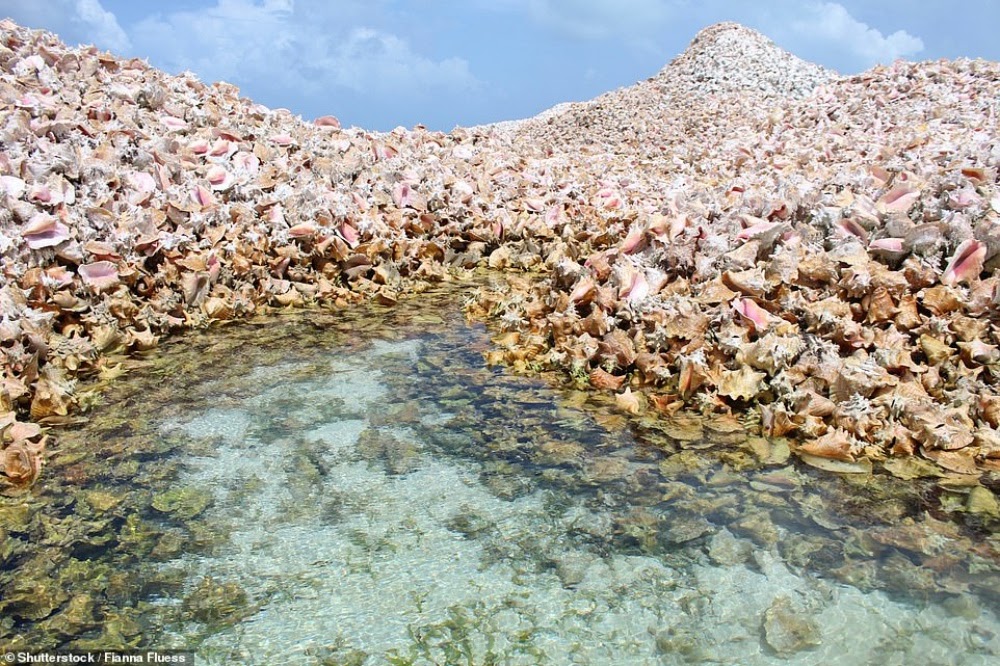 Conch Island — A Huge Cemetery of Millions of Conch Shells
