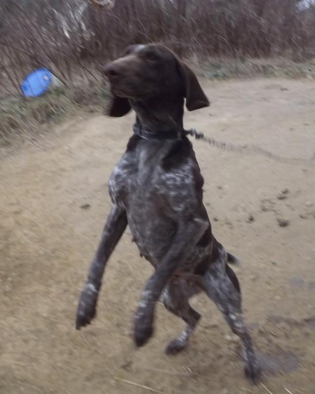 Rescue Me - GSP Rescue Tales From The Front Lines