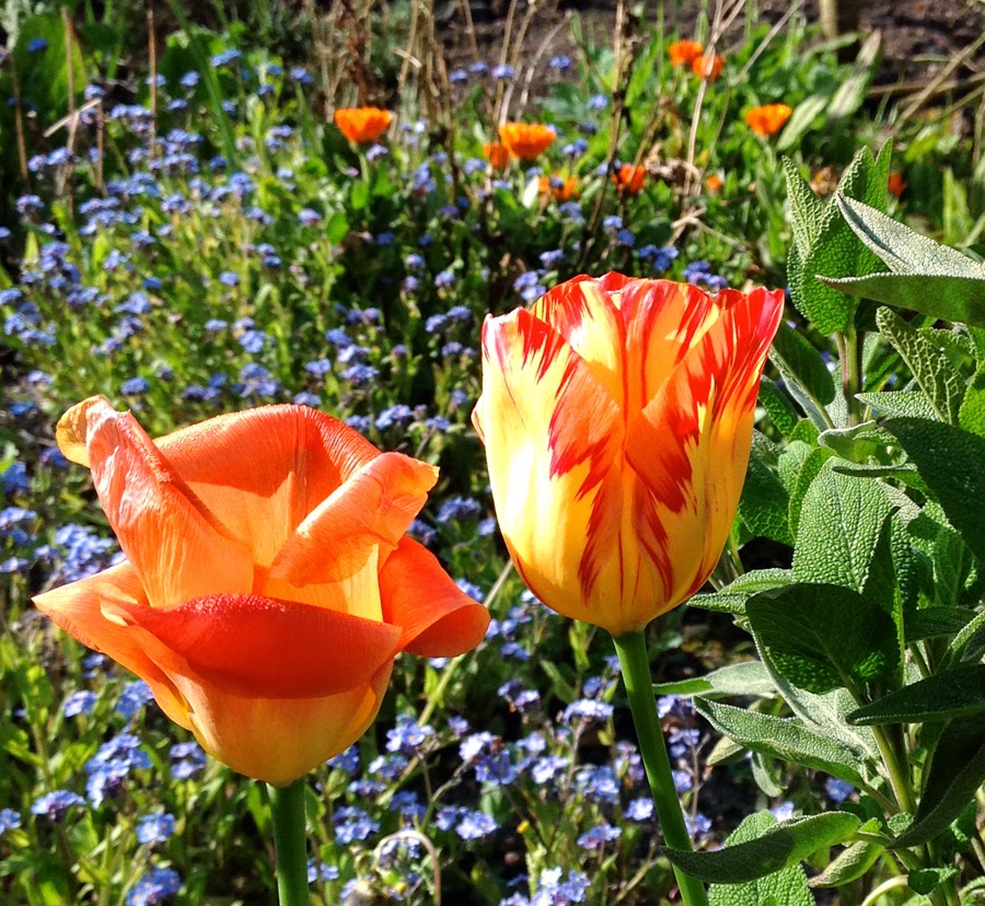 purple podded peas: 100 Flowers : #030 Tulips