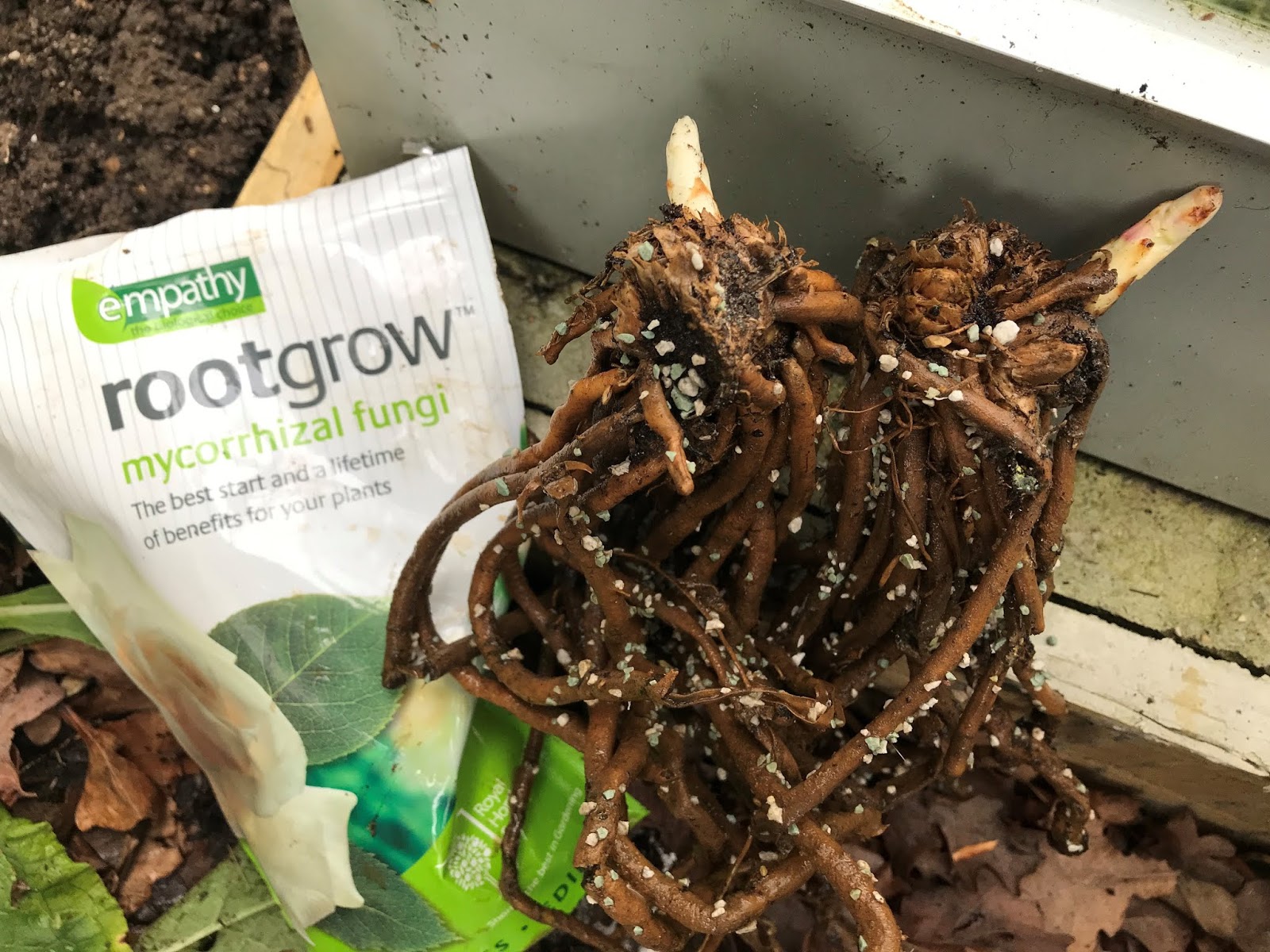 Down on the Allotment