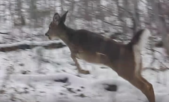 White Wolf : Rescued Three-Legged Deer Runs Happy and Free at Wildlife ...