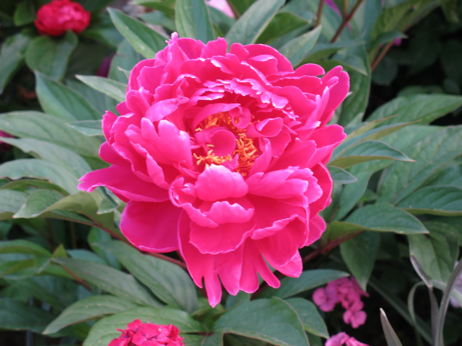 Jurnal de gradina: Din nou, bujori...