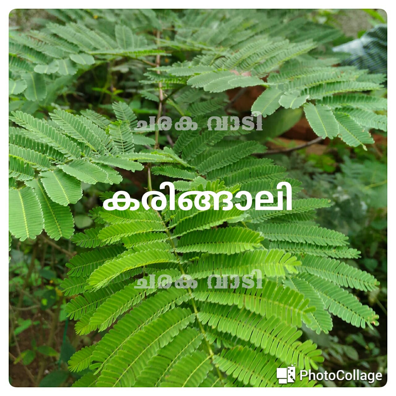 തപോവനം സിദ്ധാശ്രമം - ചരകവാടി | Thapovanam Sidhasramam - Charaka Vaadi ...