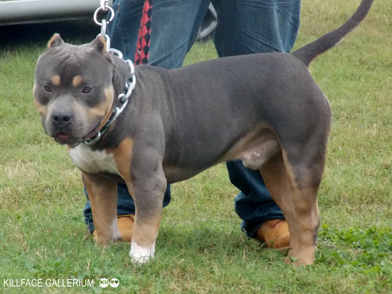 NoVACAIN Kennels: VA Bully Bowl 6
