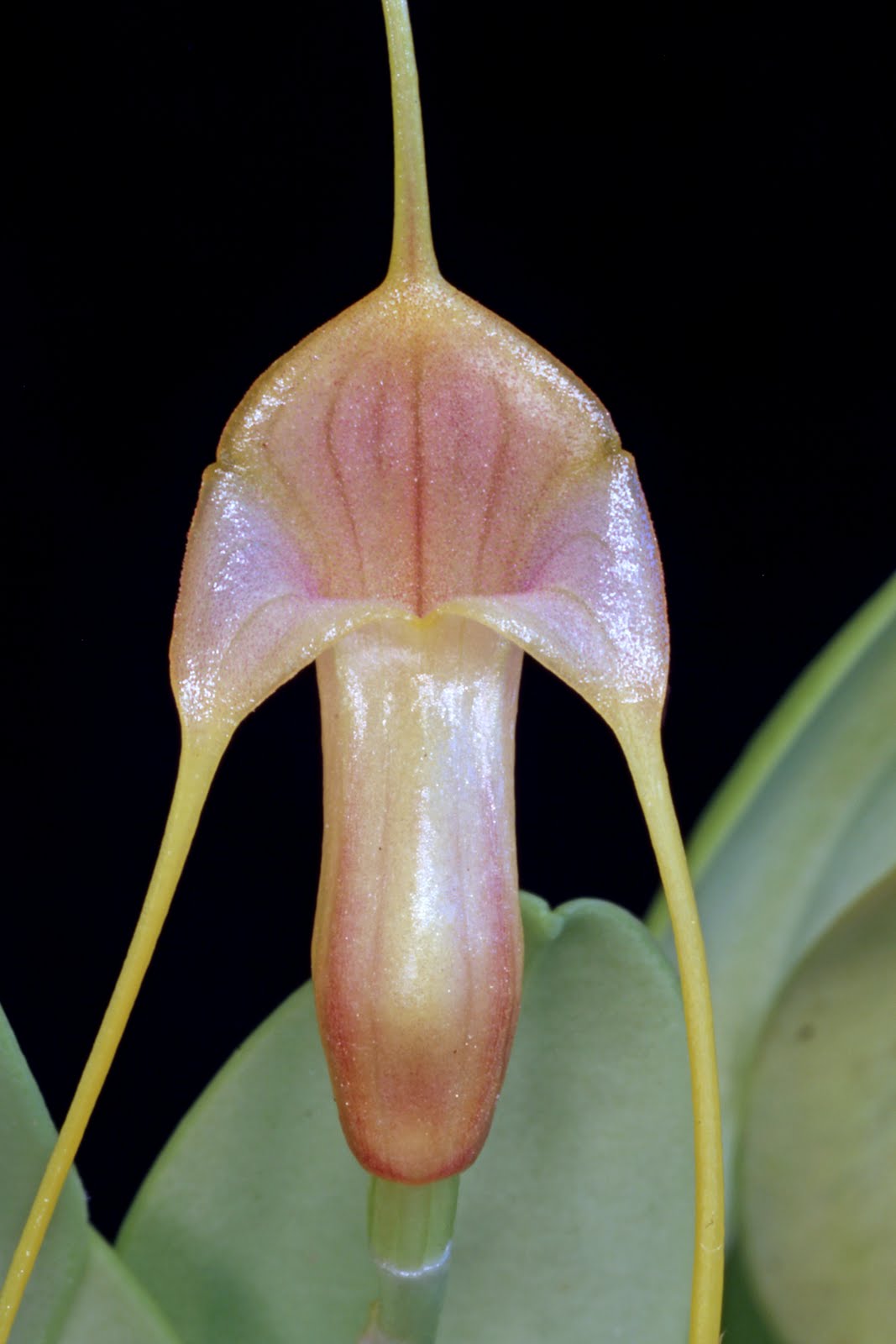Orchids in Bloom: Saltatrices Masdevallias