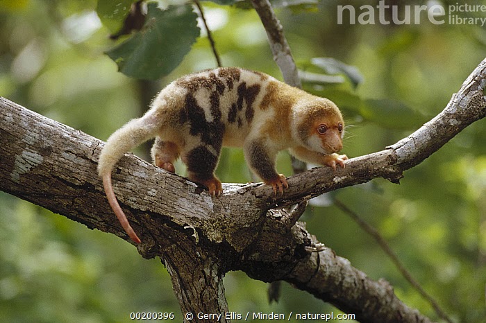 Mamíferos y marsupiales mammals of the earth: Cuscus manchado común ...