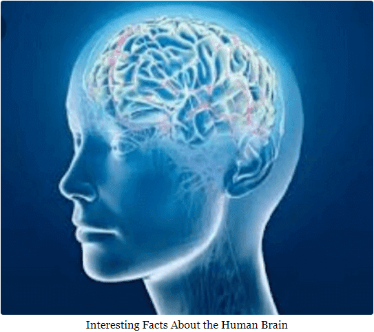 Interesting Facts About Human Brain.