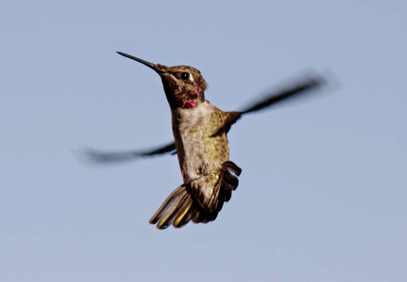 The Wayward Hawaiian: Anna's Hummingbird