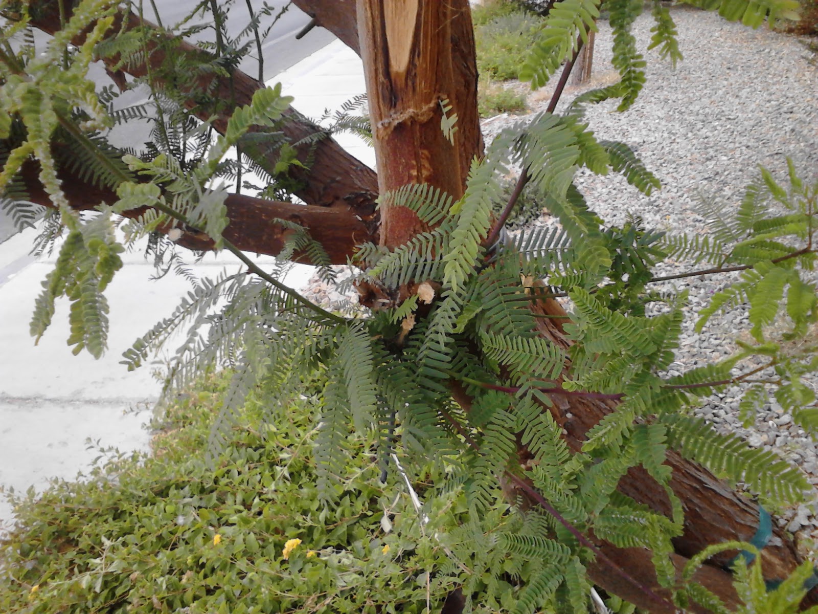 Xtremehorticulture of the Desert: Suckers Beget Suckers