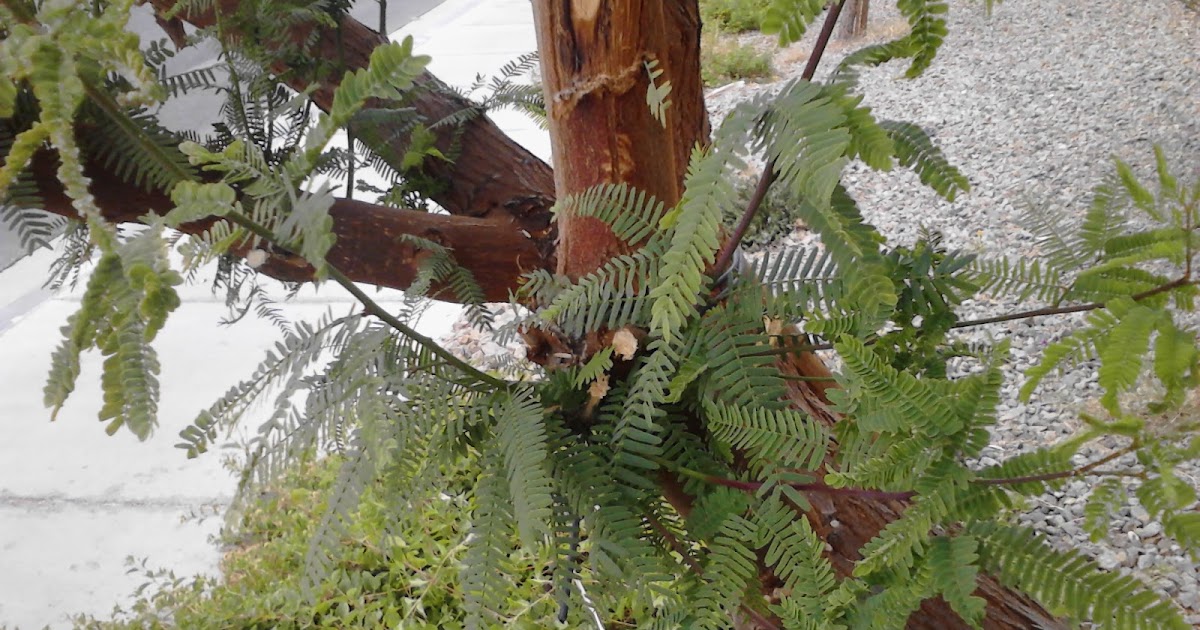 Xtremehorticulture of the Desert: Suckers Beget Suckers