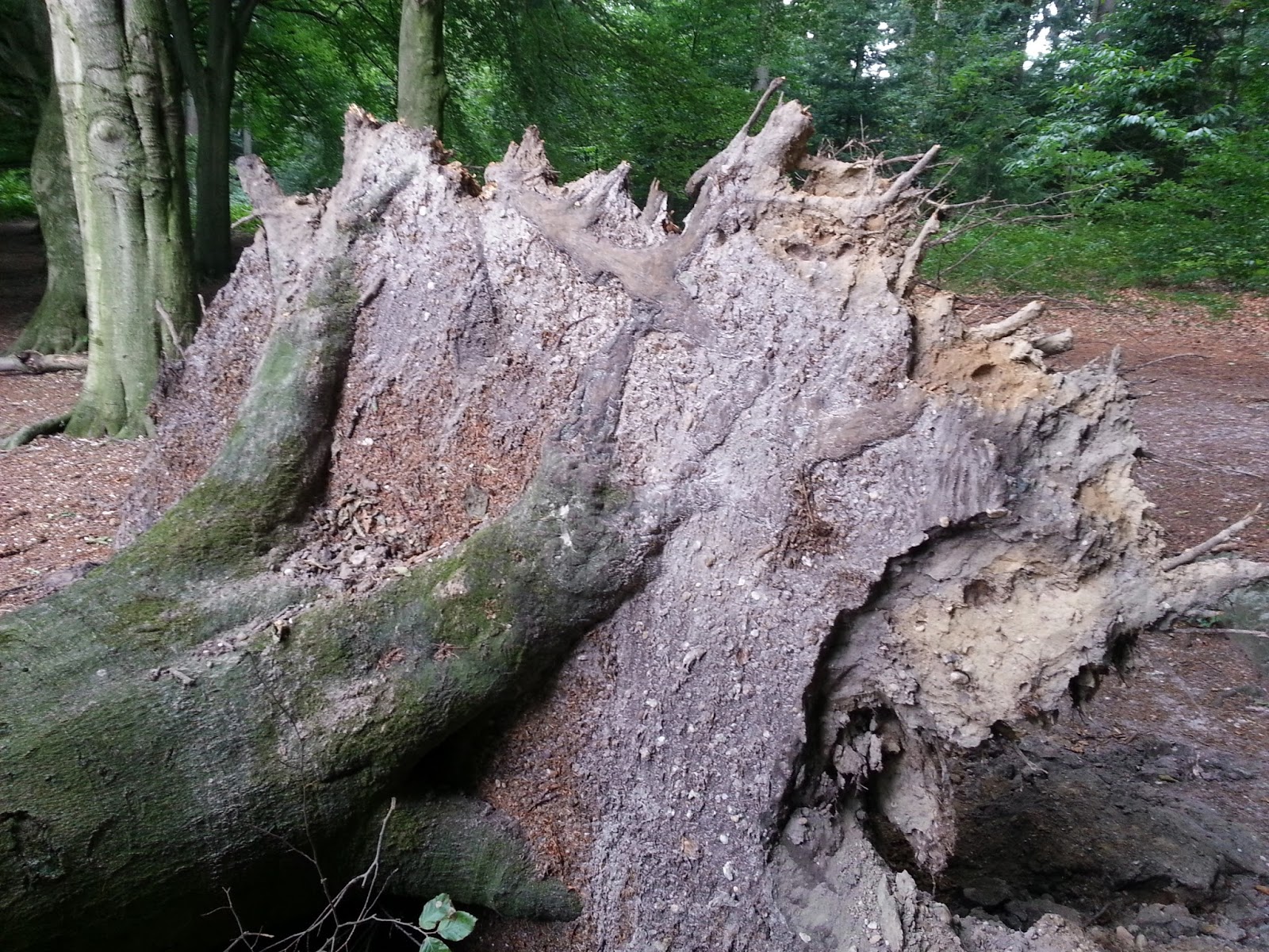 extrabelegen: Stronk