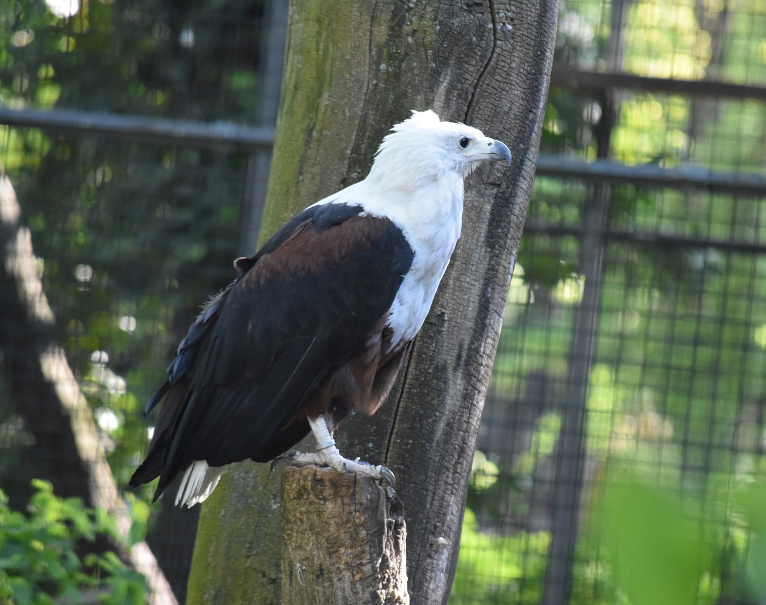 ZOOTOGRAFIANDO (6.096 ANIMALS): PIGARGO AFRICANO O VOCINGLERO / AFRICAN ...