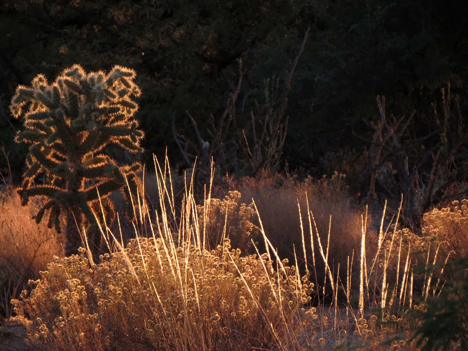 Desert Colors: Turpentine Bush