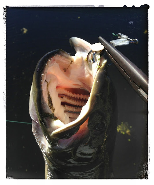 Bass Junkies Frog Pond: Bass Pro Shops XPS Frog Review