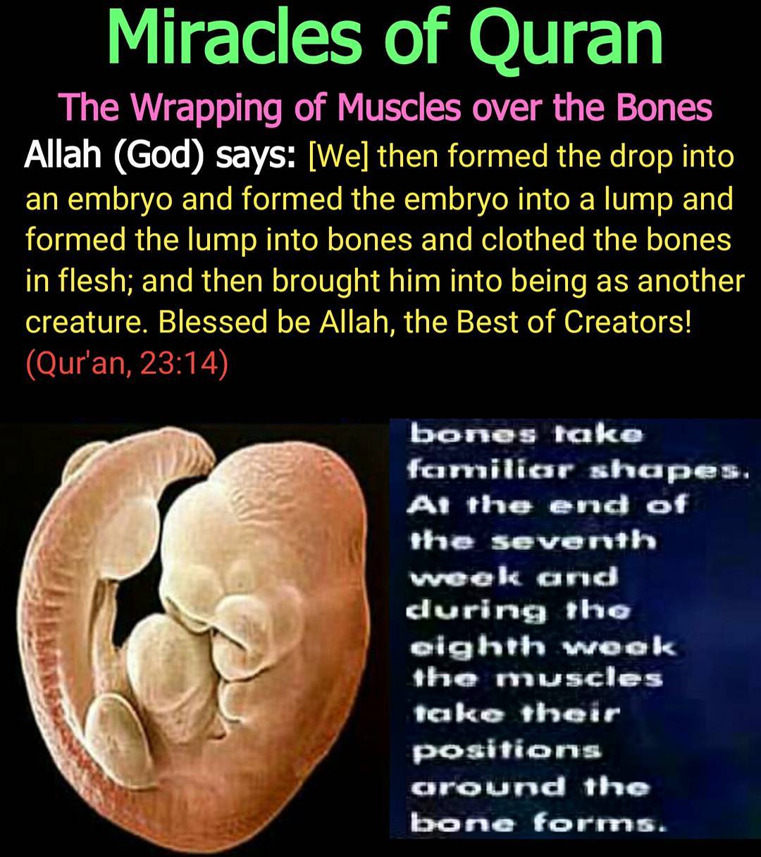 BE FREE THINKER & REACH GOD: Miracles of the Qur'an (the embryo ...