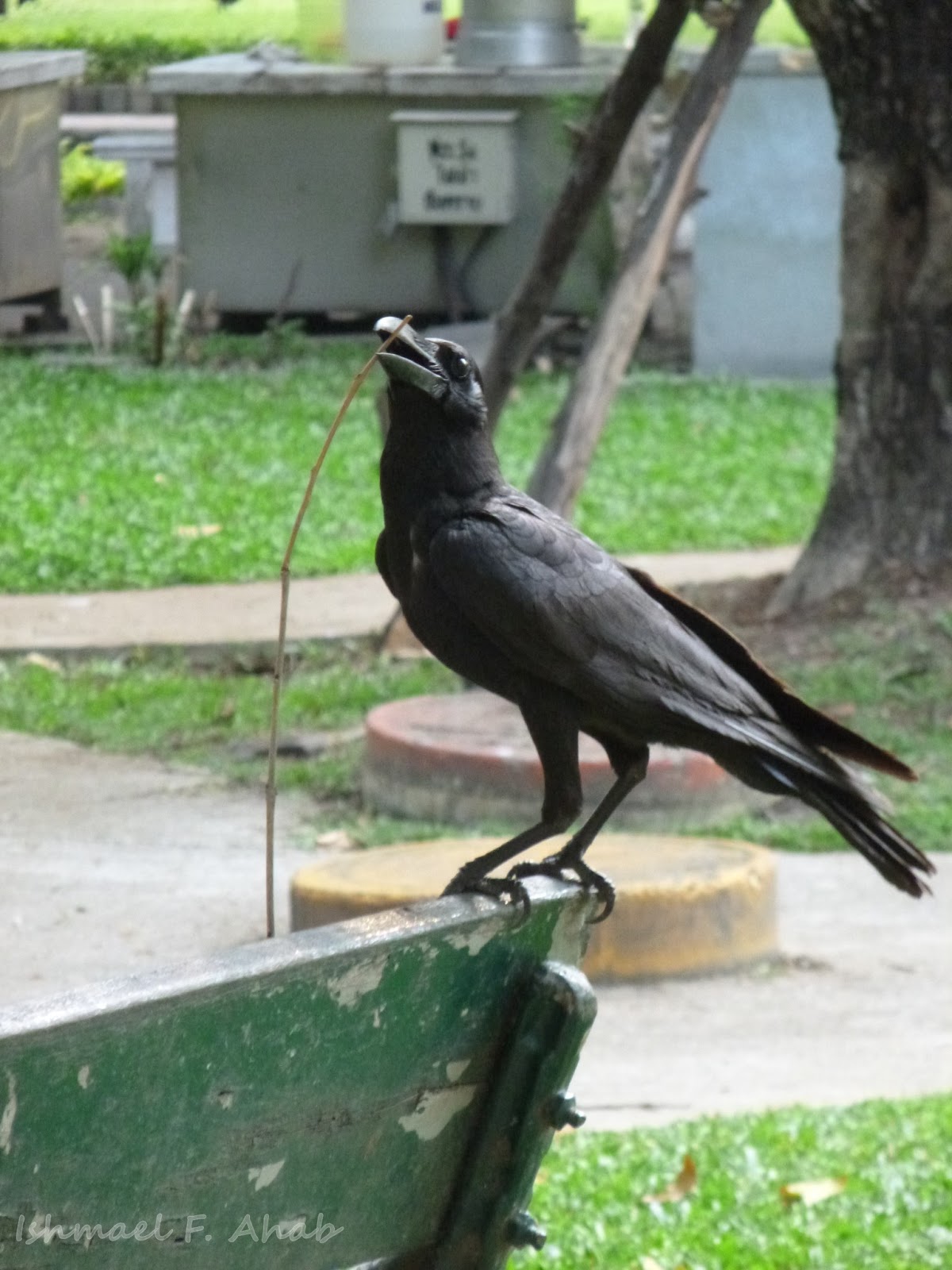 Crows Surrounded Me in Lumphini |Filipino Sojourner