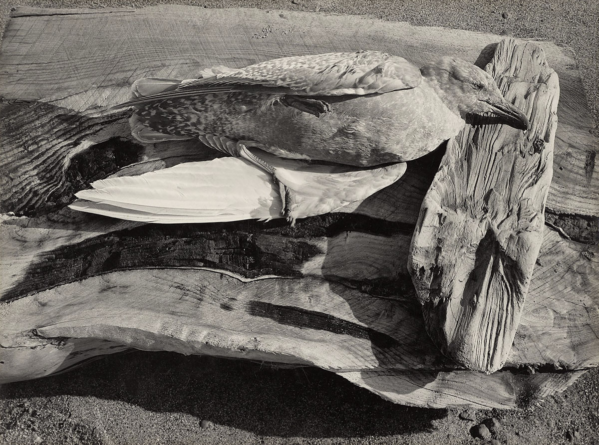 Los Grandes Fotografos: Minor White (1908-1976)