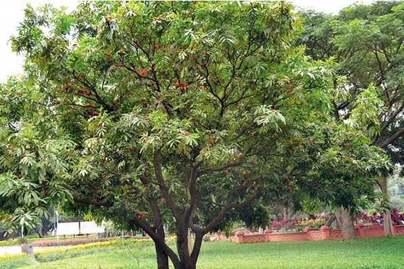 Bunga Saraka (Saraca Indica) - Tanaman Hias Lanskap