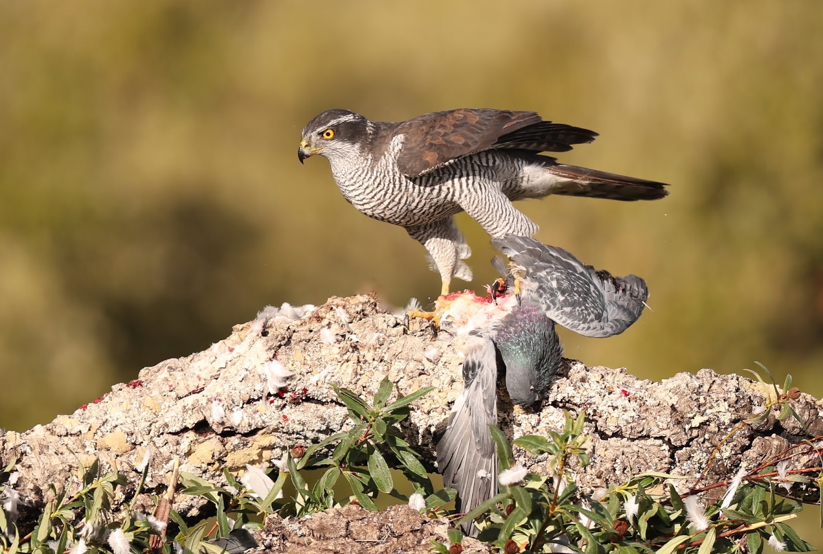 Blog de aves: Instantes alados: azor