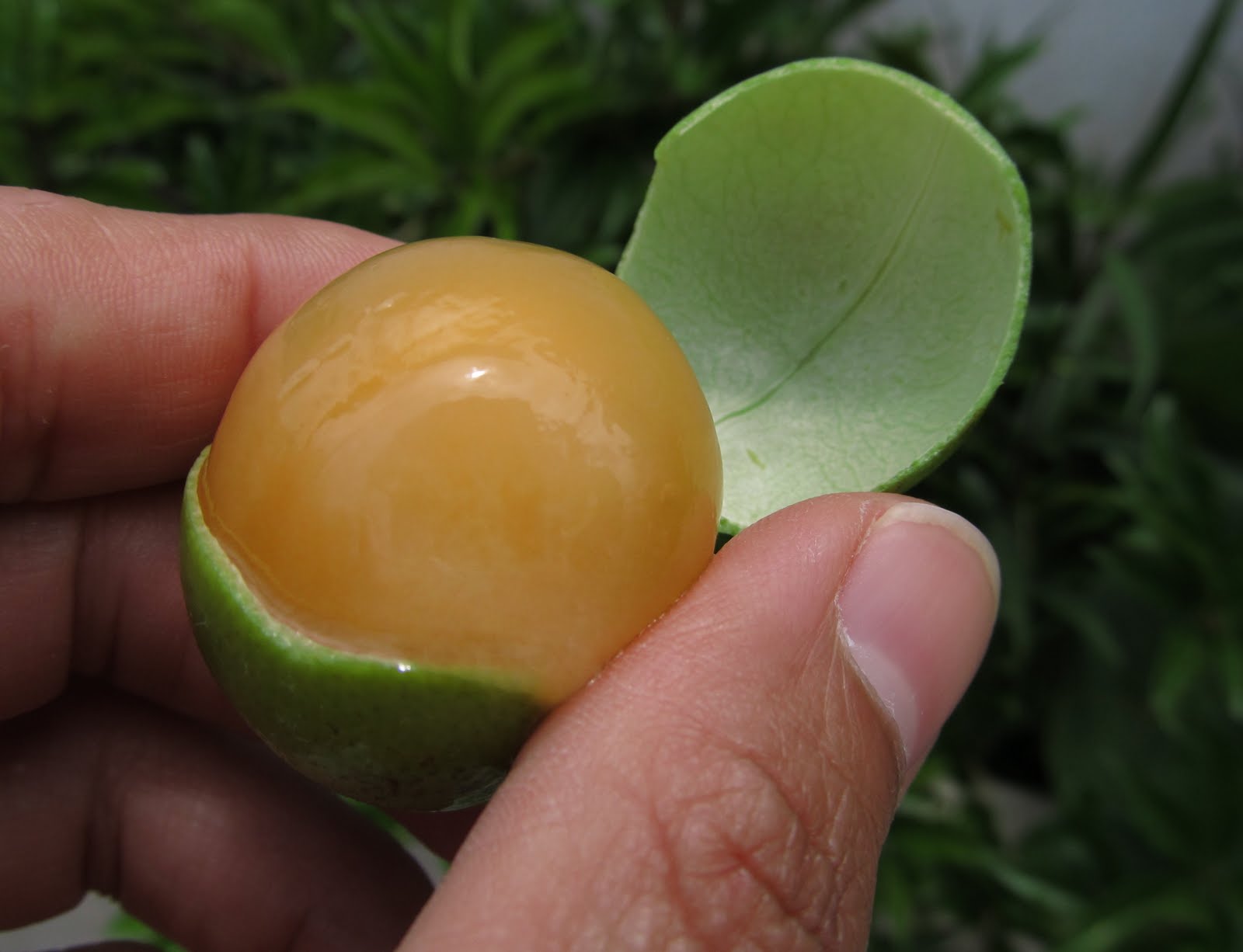 Cocina y Recetas de Venezuela en La Casita de Maribri: EL MAMON Y SUS ...