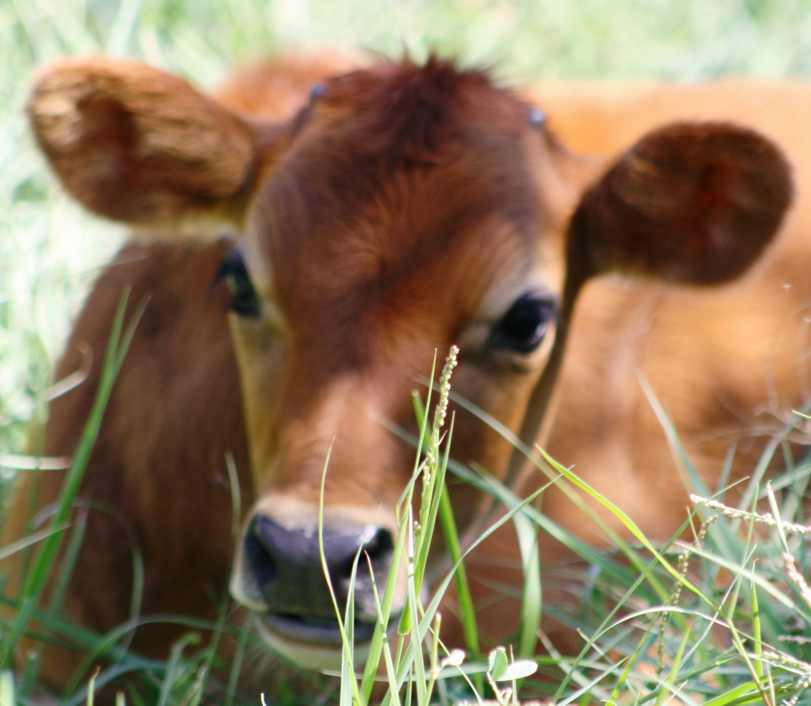 Vigilante Justice Wild West