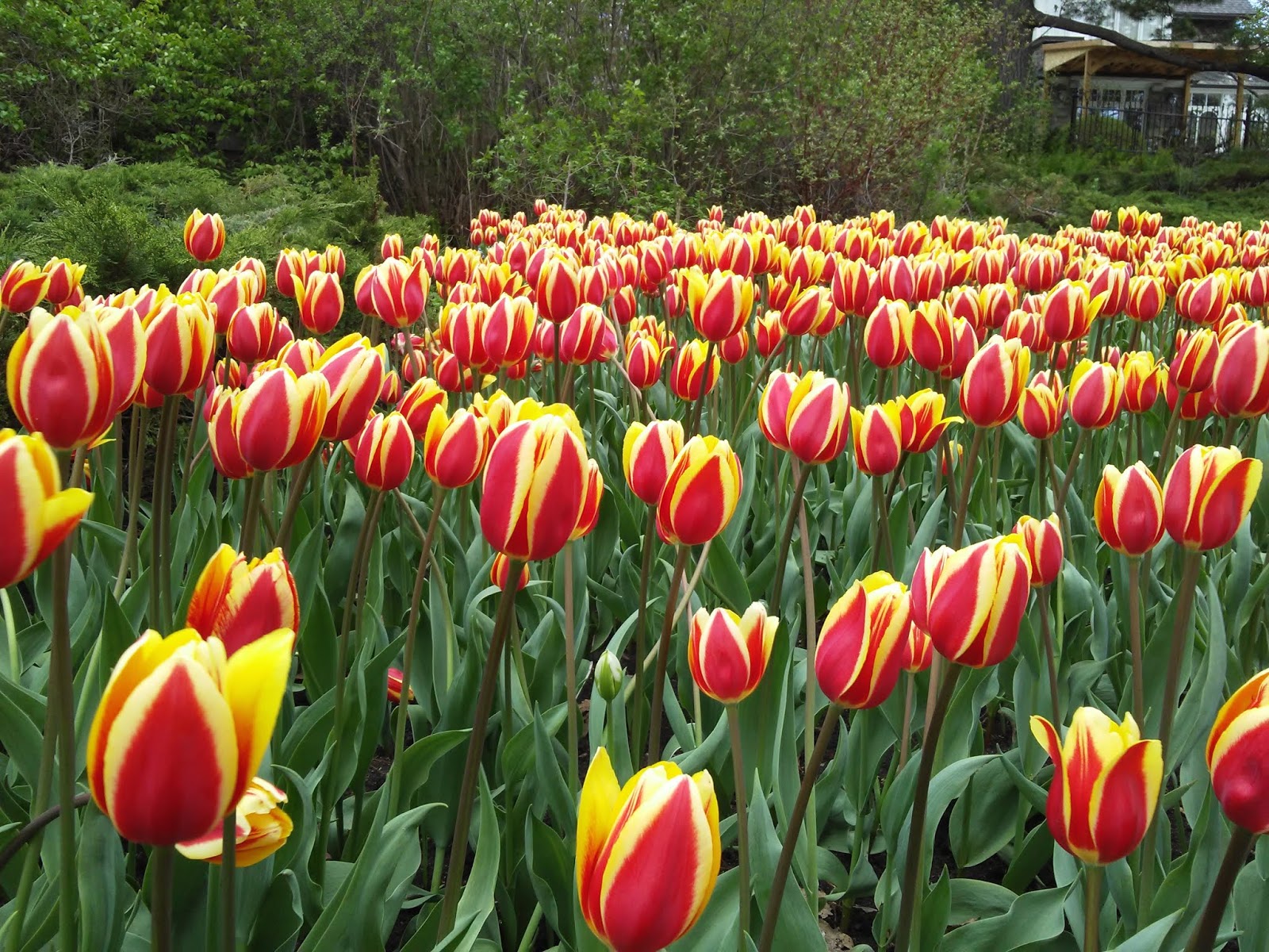 Ottawa Daily Photo: The Flow Of Tulip Beds