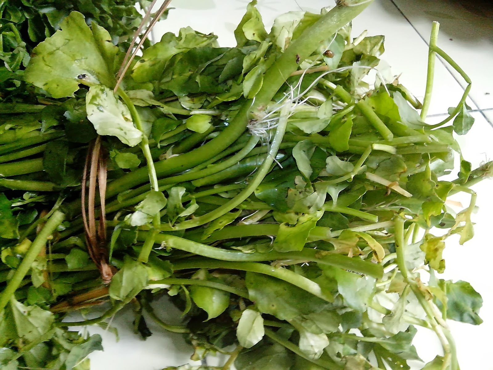 Endah Murniyati's Journey: NOT FROM MY GARDEN : KENCI - WATERCRESS