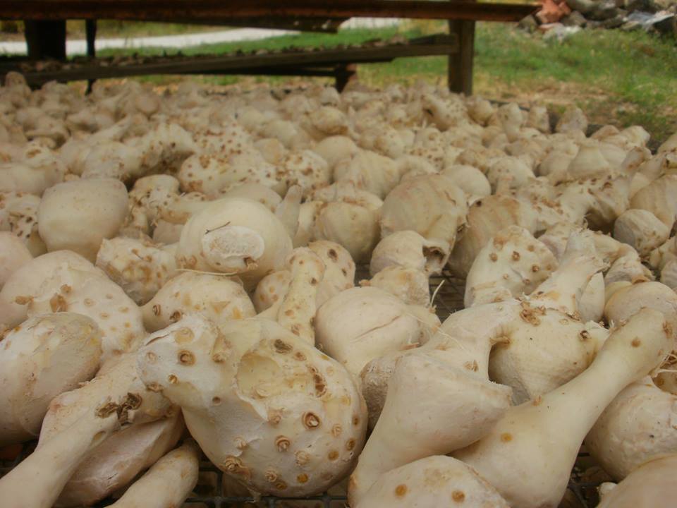 STORIA,TRADIZIONE E IMPRENDITORIA NELLA COLTURA DEL GIAGGIOLO IN TOSCANA