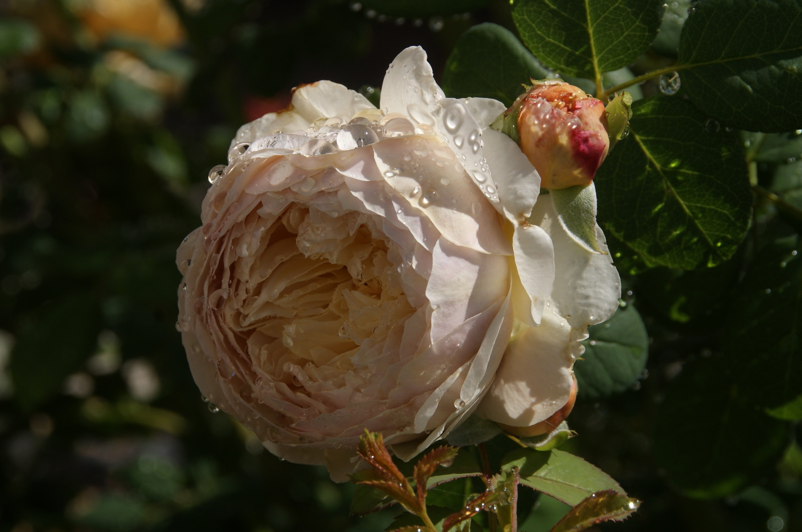 Organic Garden Dreams: July Roses