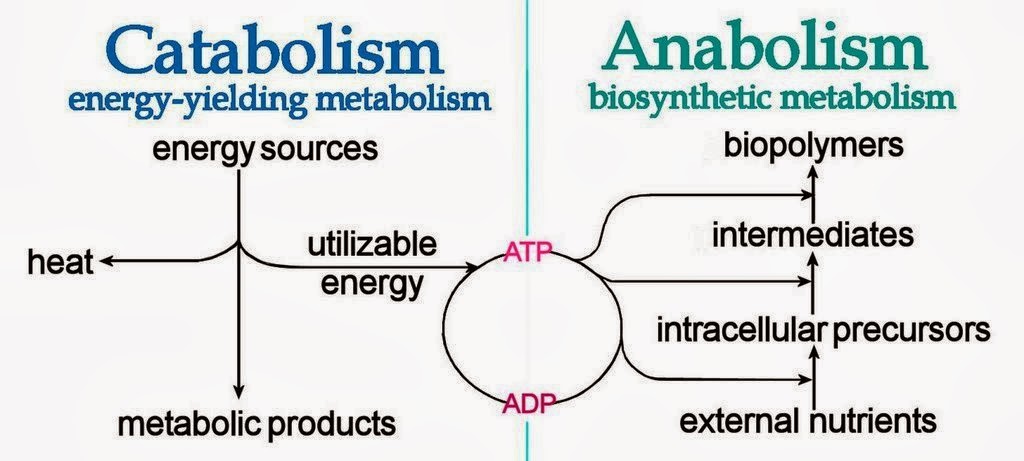 Metabolism Catabolism Anabolism And Enzyme ~ New Science Biology