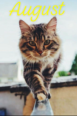 What is your Cat's Personality Based on their Birth Month.