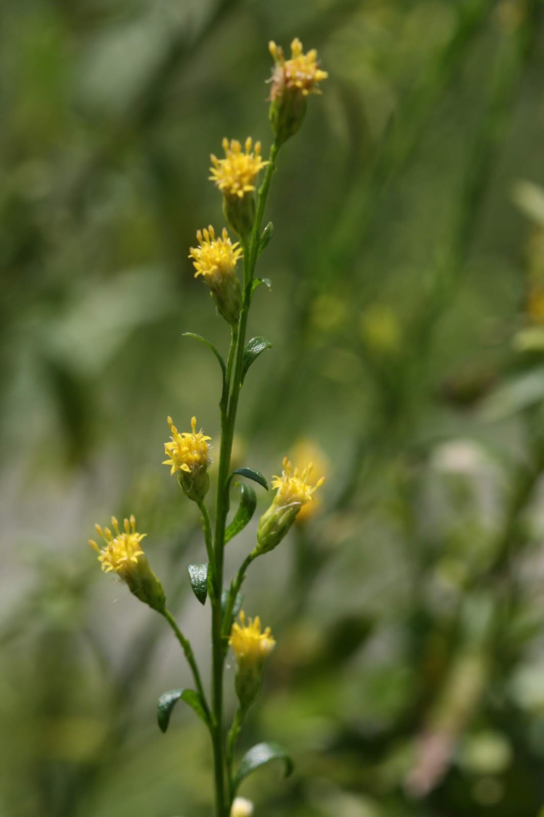 Solidago Arguta