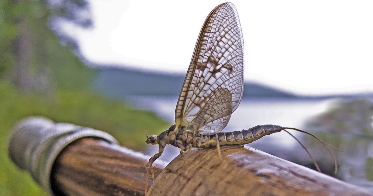 Fly Fishing In Yellowstone National Park: Sunny Bugs