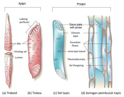 Materi Jaringan Dewasa (Permanen) Mapel Biologi kelas 11 SMA/MA - Bospedia