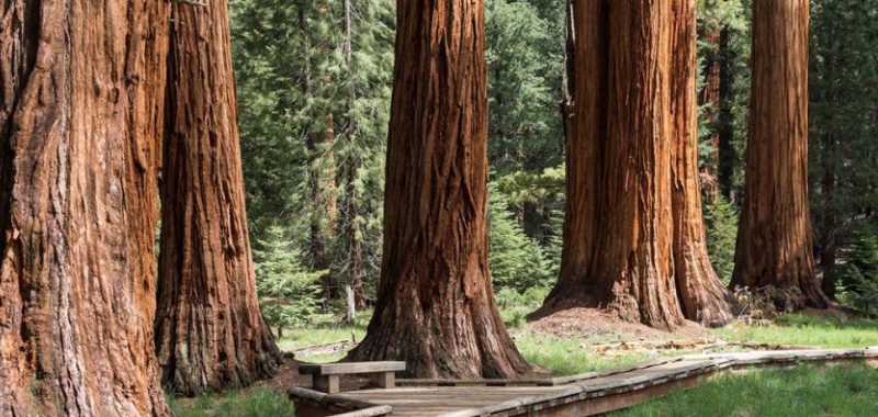 Kenali Kayu Ulin Dari Karakteristik Hingga Segudang Manfaatnya - Toko ...
