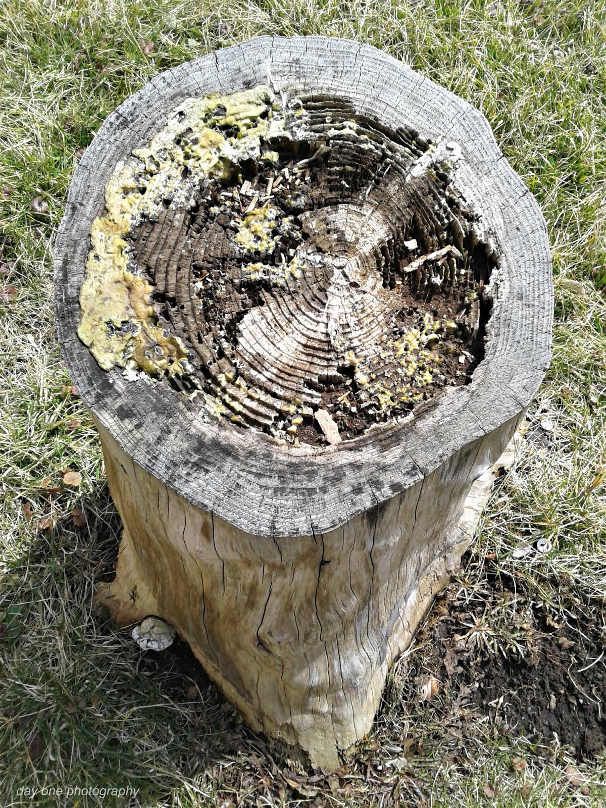 Day One Photography: Tree Trunk